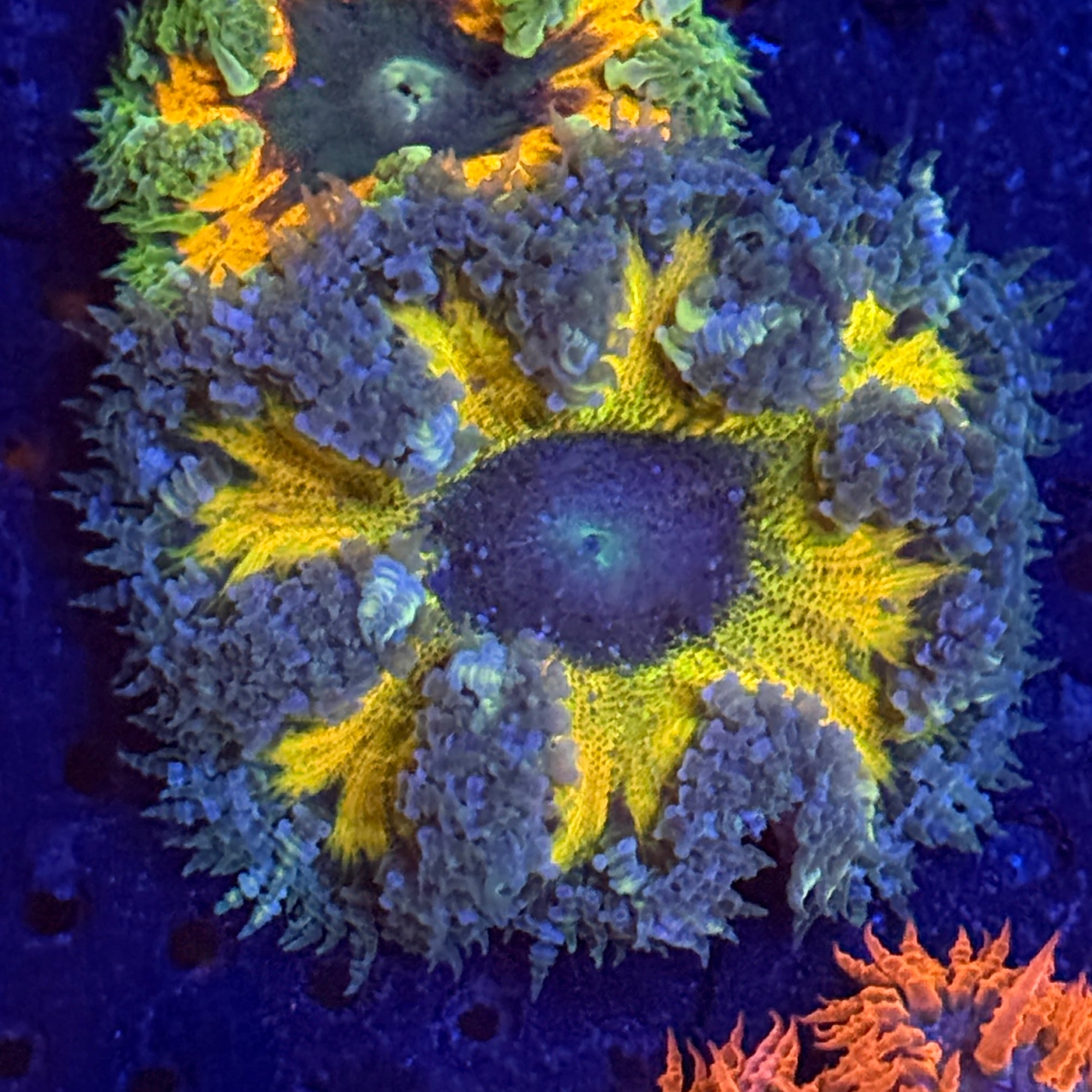 Blue and Yellow Rock Flower Anemone