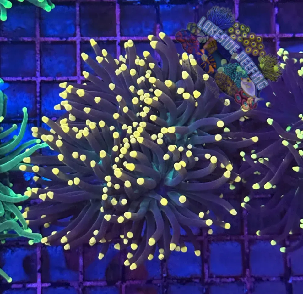 Super Sonic Torch Coral R4C1