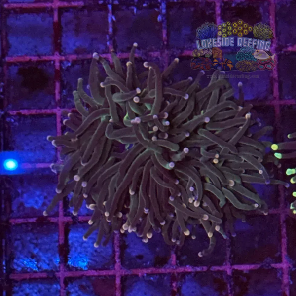 Bi Color Deep Green Torch Coral R6A5