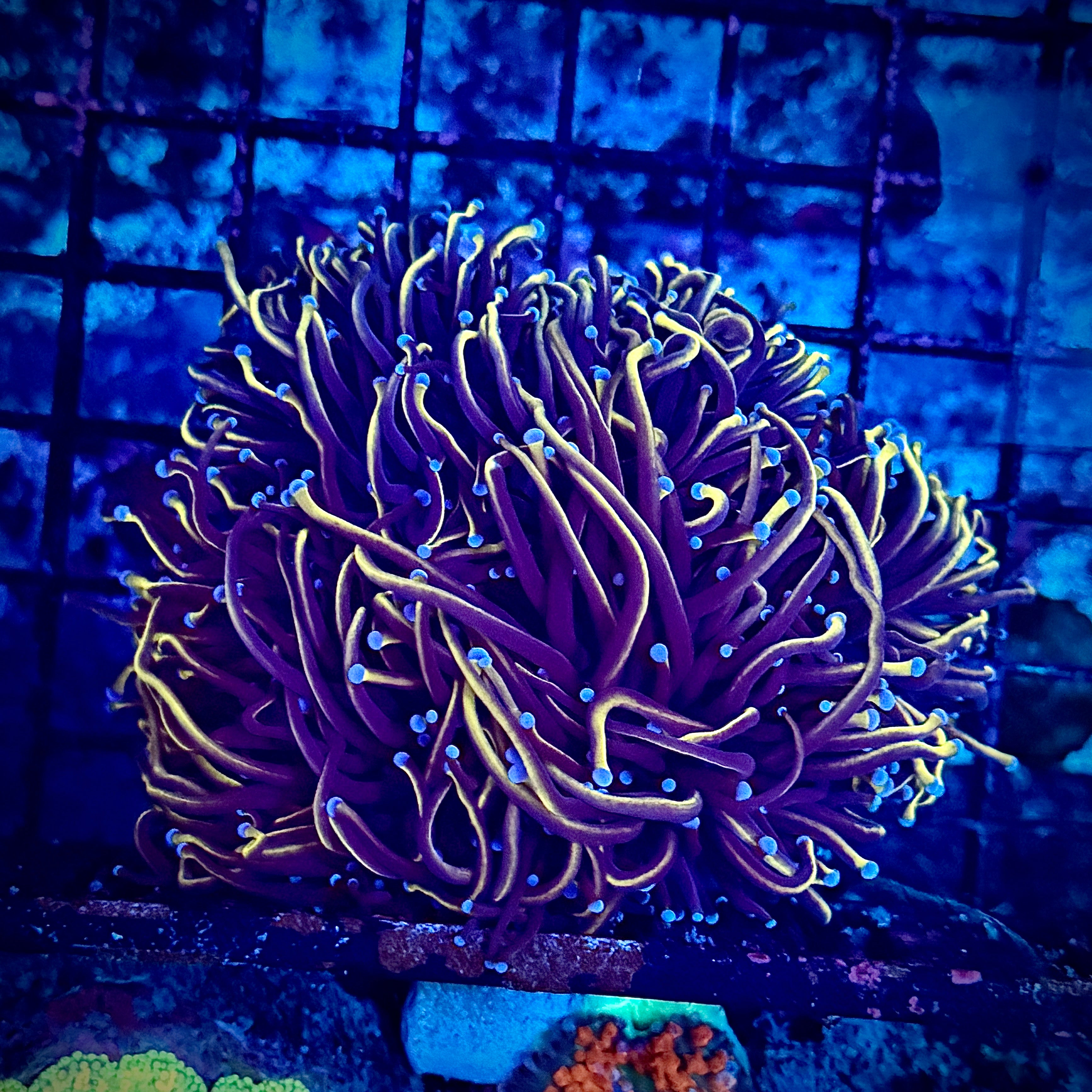 Large Wolverine Torch Coral T1B1