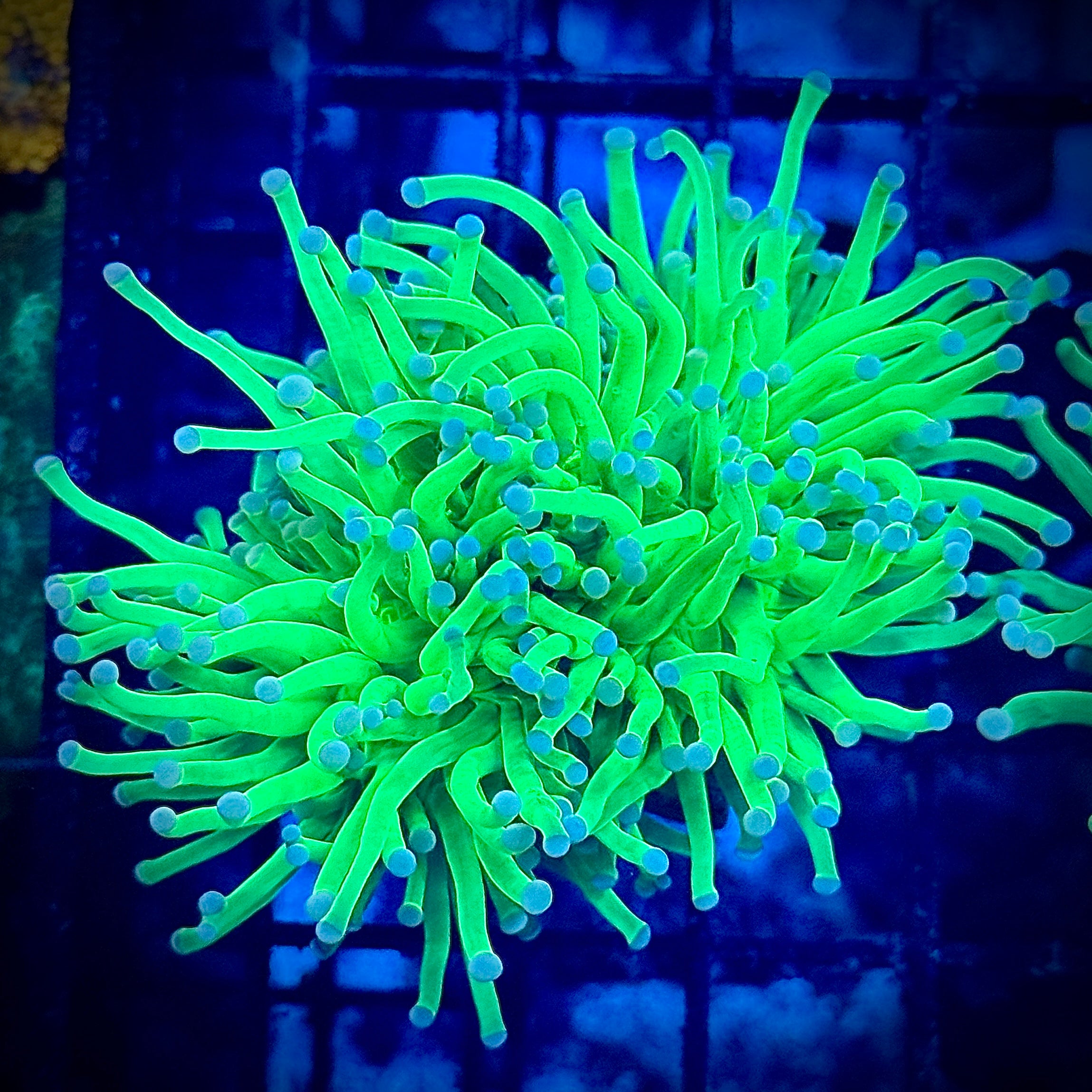Cotton Candy Lime Torch Coral T1A1