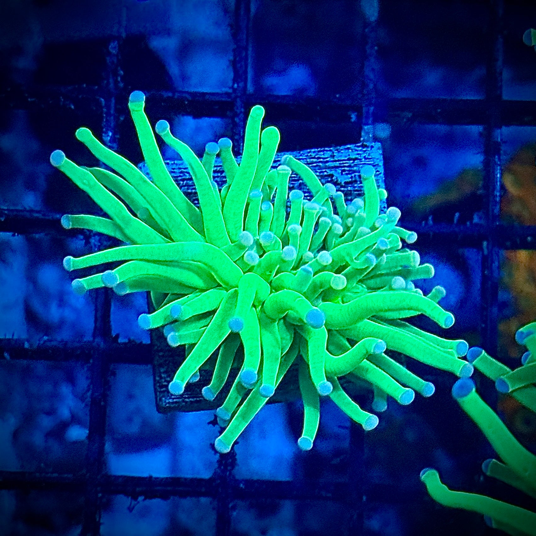 Cotton Candy Lime Torch Coral T1B2