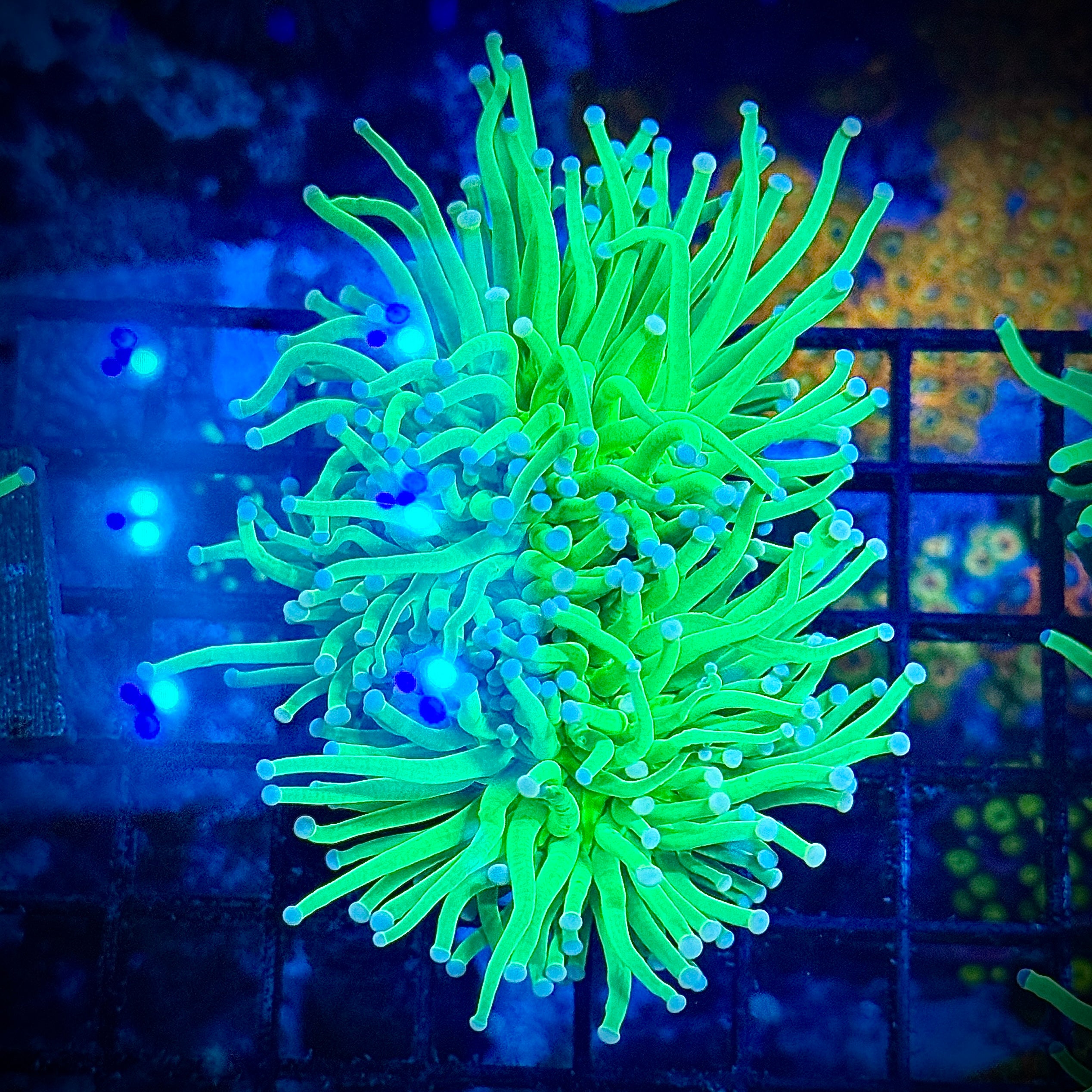 Cotton Candy Lime Torch Coral T1B3