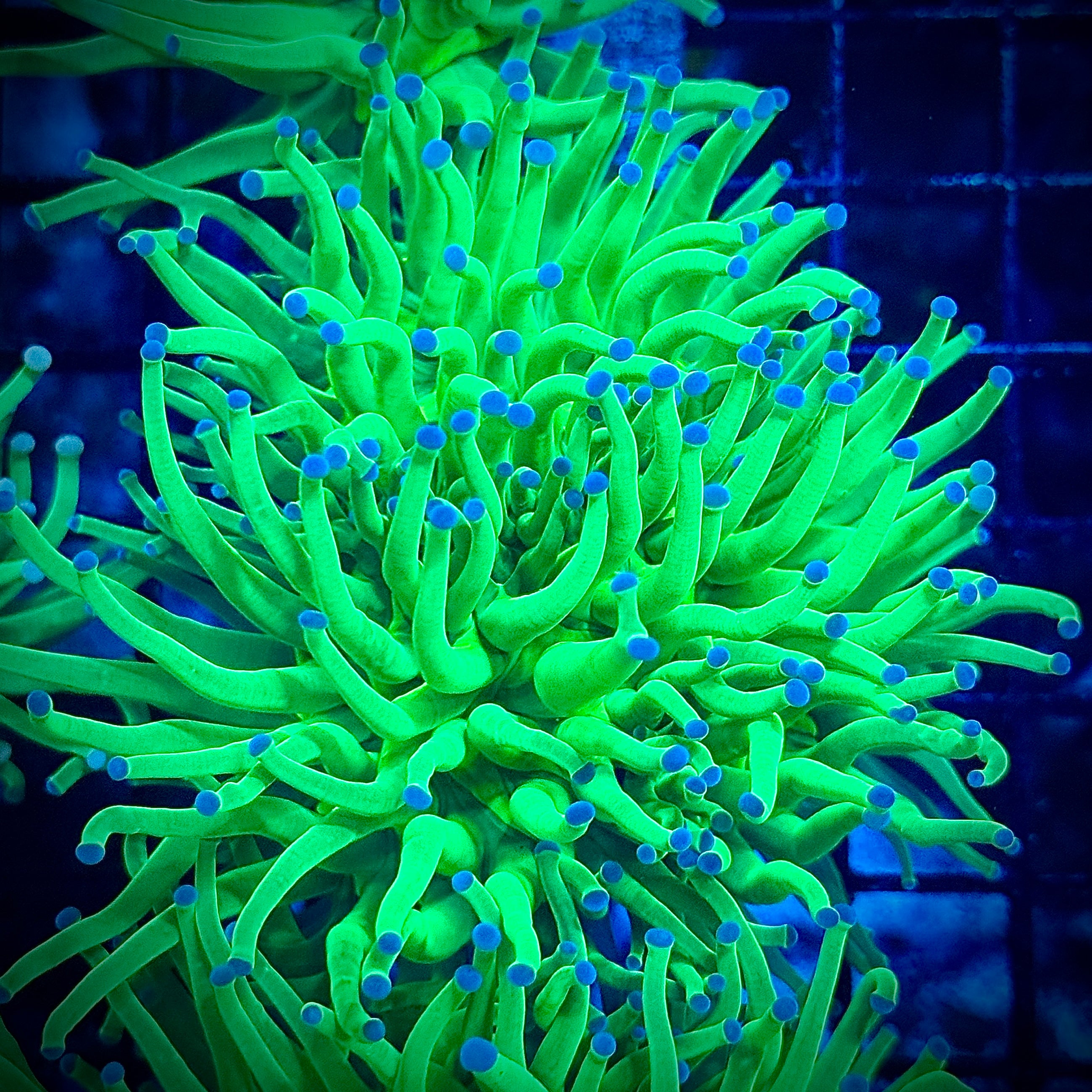 Blue Tipped Lime Torch Coral T1C2