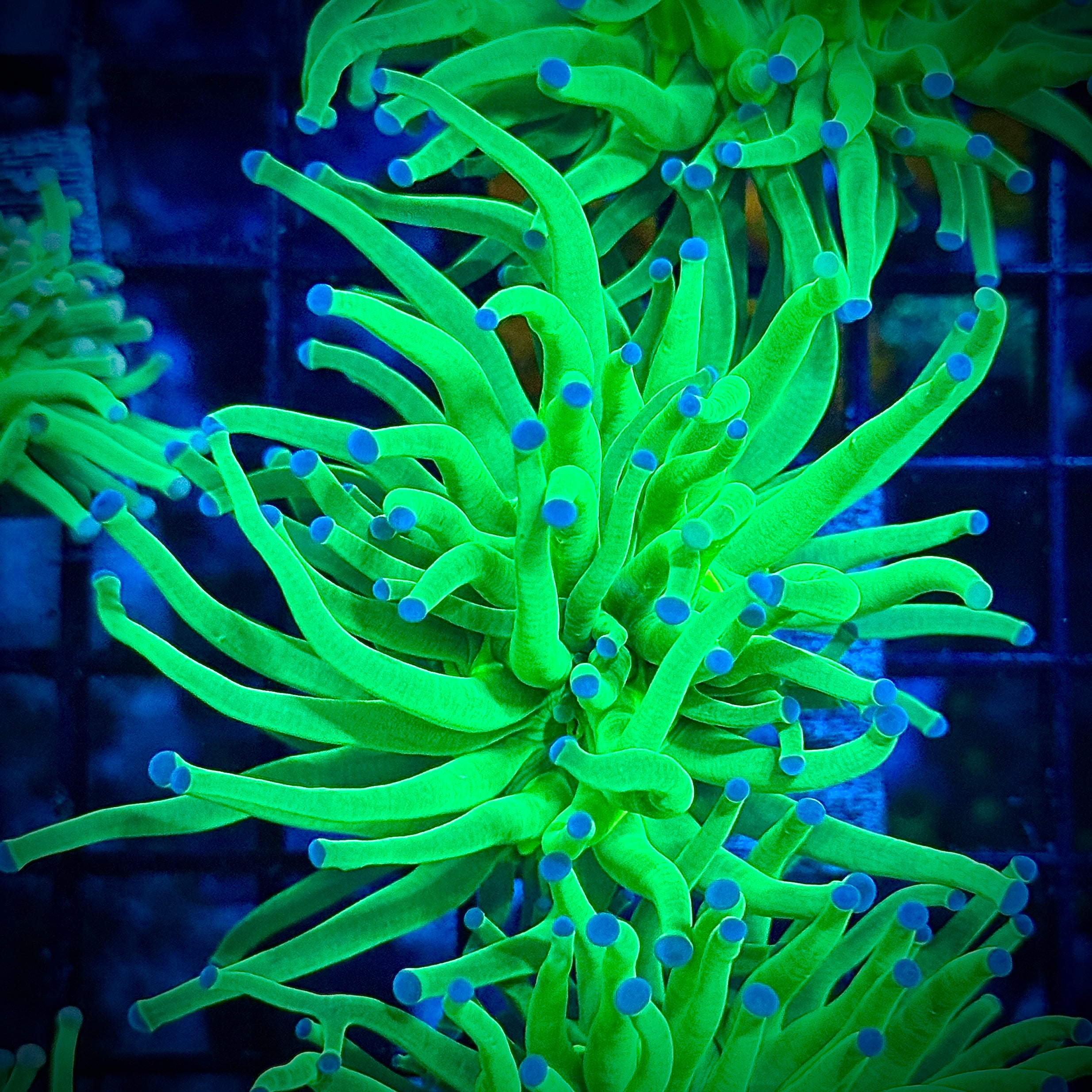 Blue Tipped Lime Torch Coral T1C3
