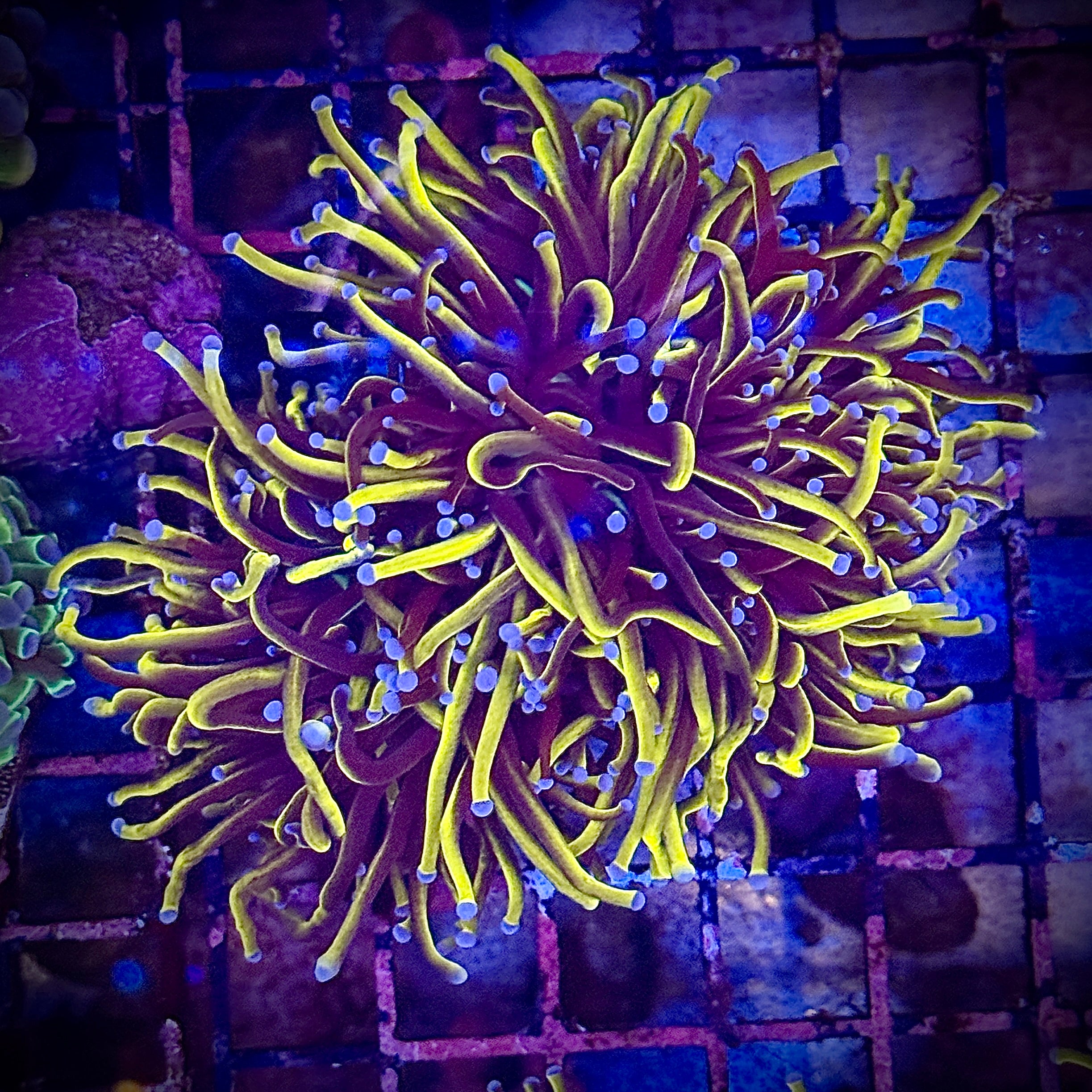 NY Knicks Gold Torch Coral R4A4