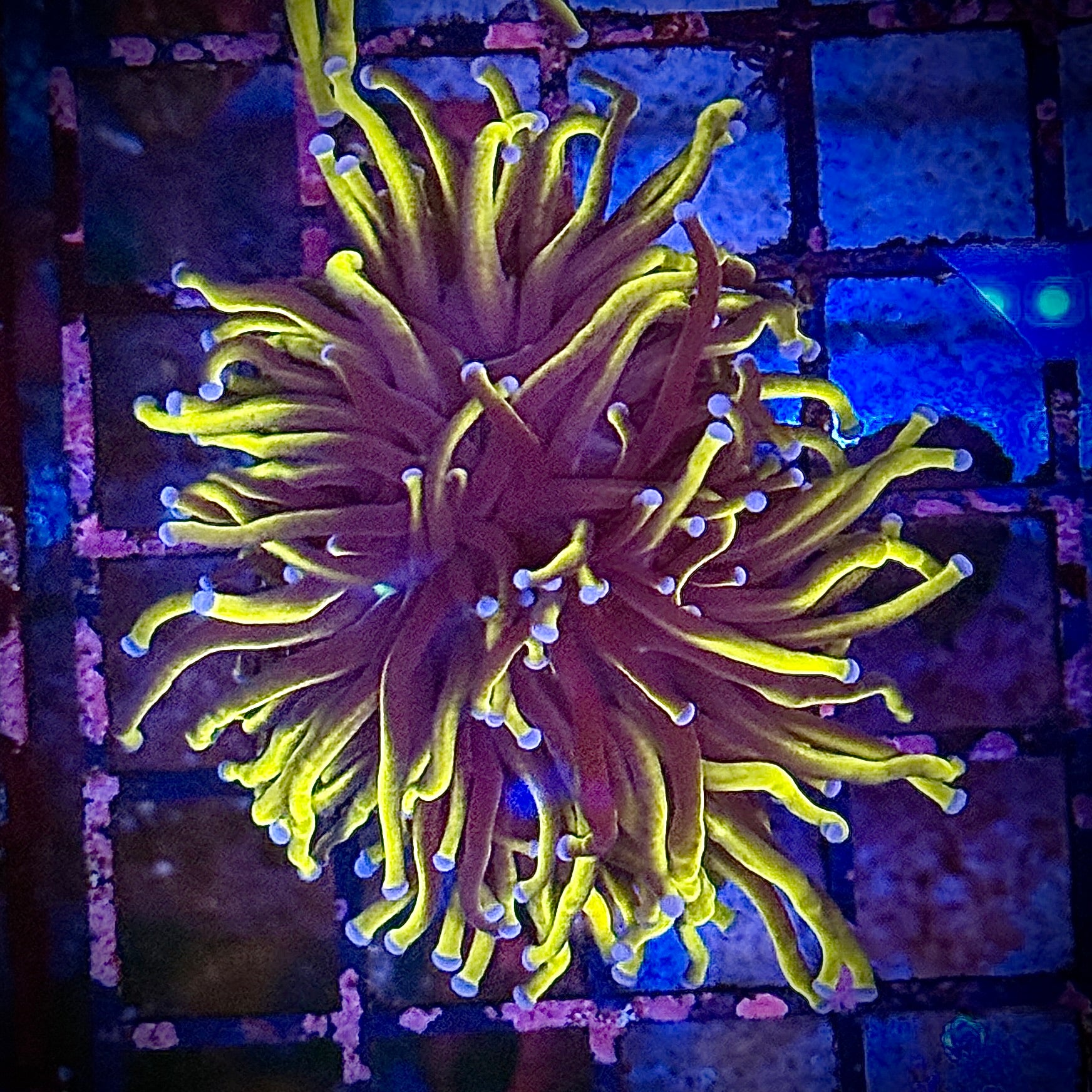 NY Knicks Gold Torch Coral R4A5