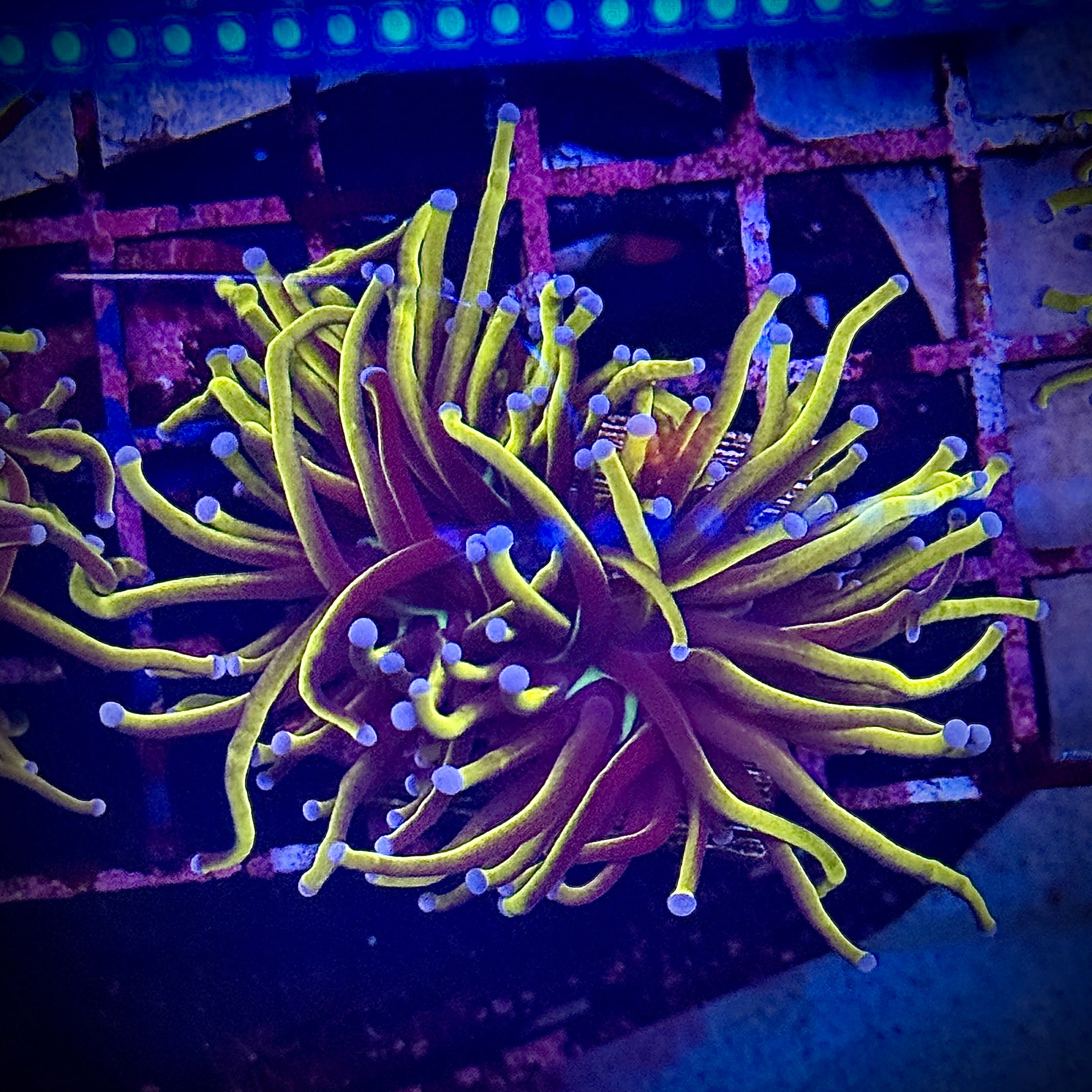 NY Knicks Gold Torch Coral R4B1