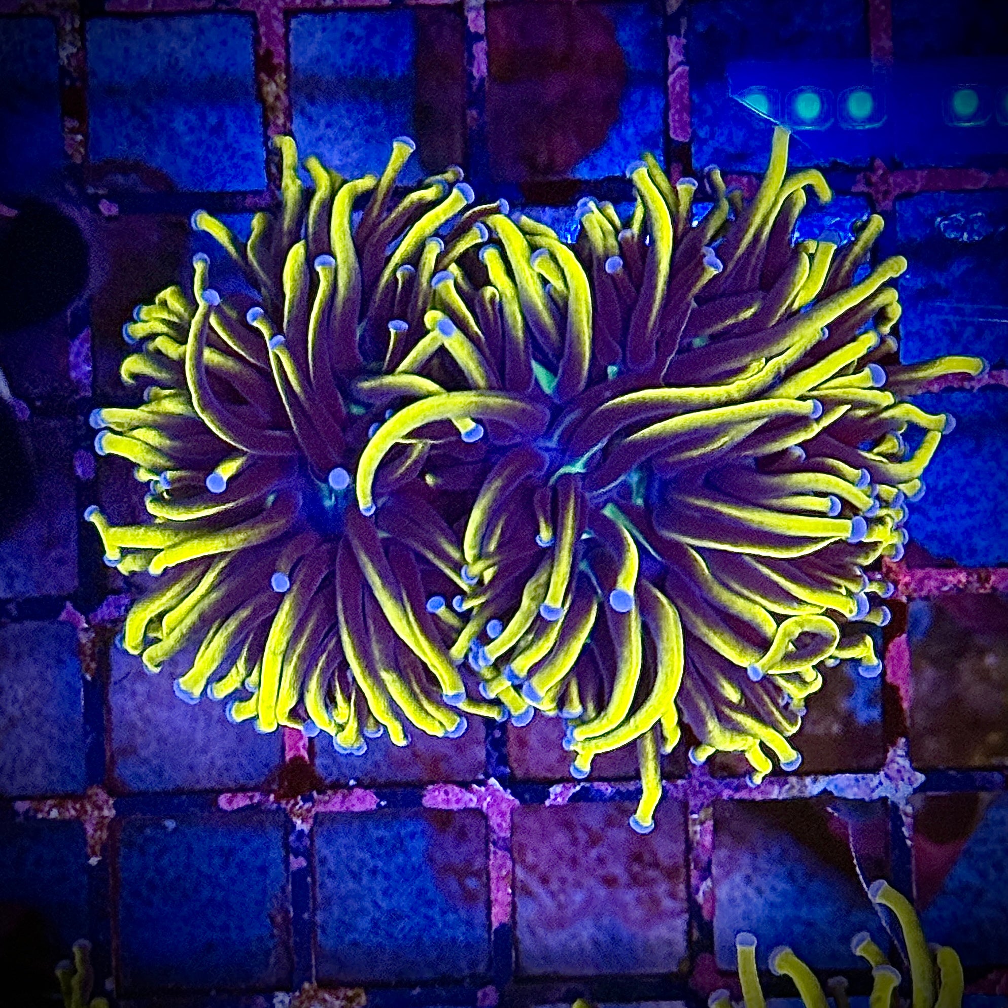 NY Knicks Gold Torch Coral R4B5