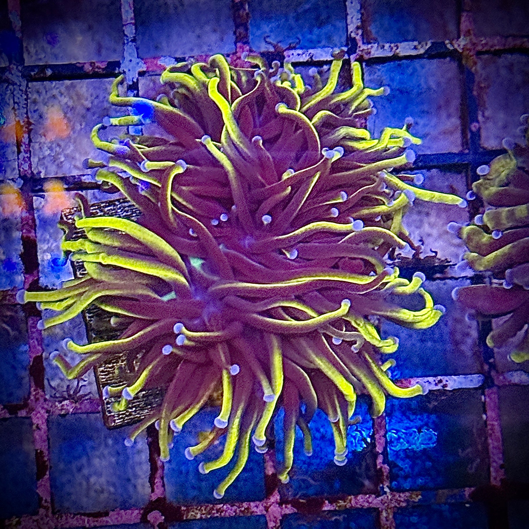 NY Knicks Gold Torch Coral R4C2