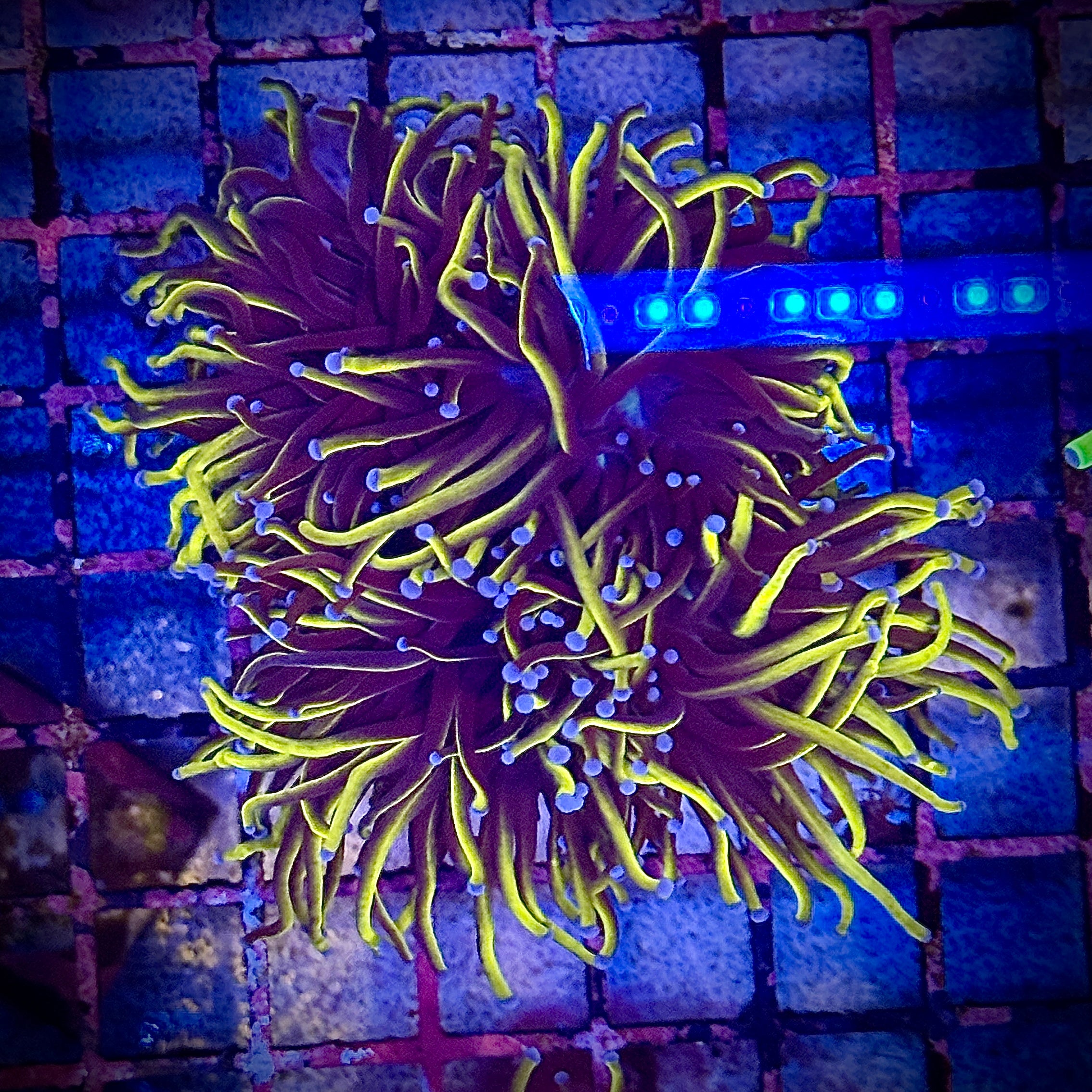 NY Knicks Gold Torch Coral R4C5