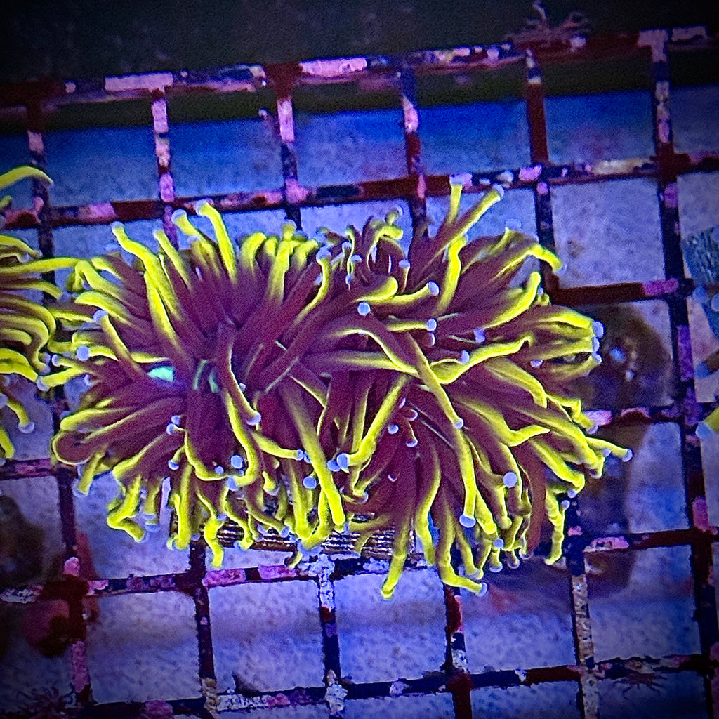 NY Knicks Gold Torch Coral R4C7