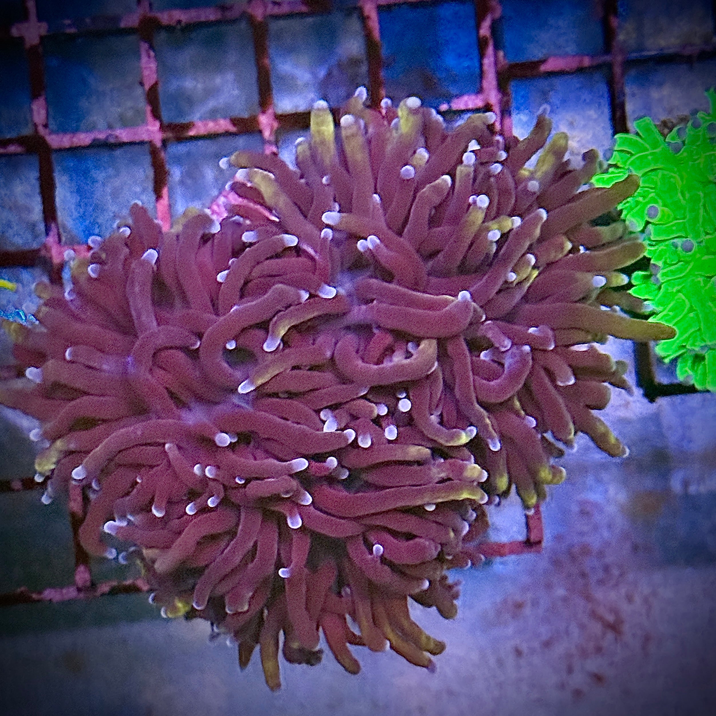 Black Panther Gold Torch Coral R4D1