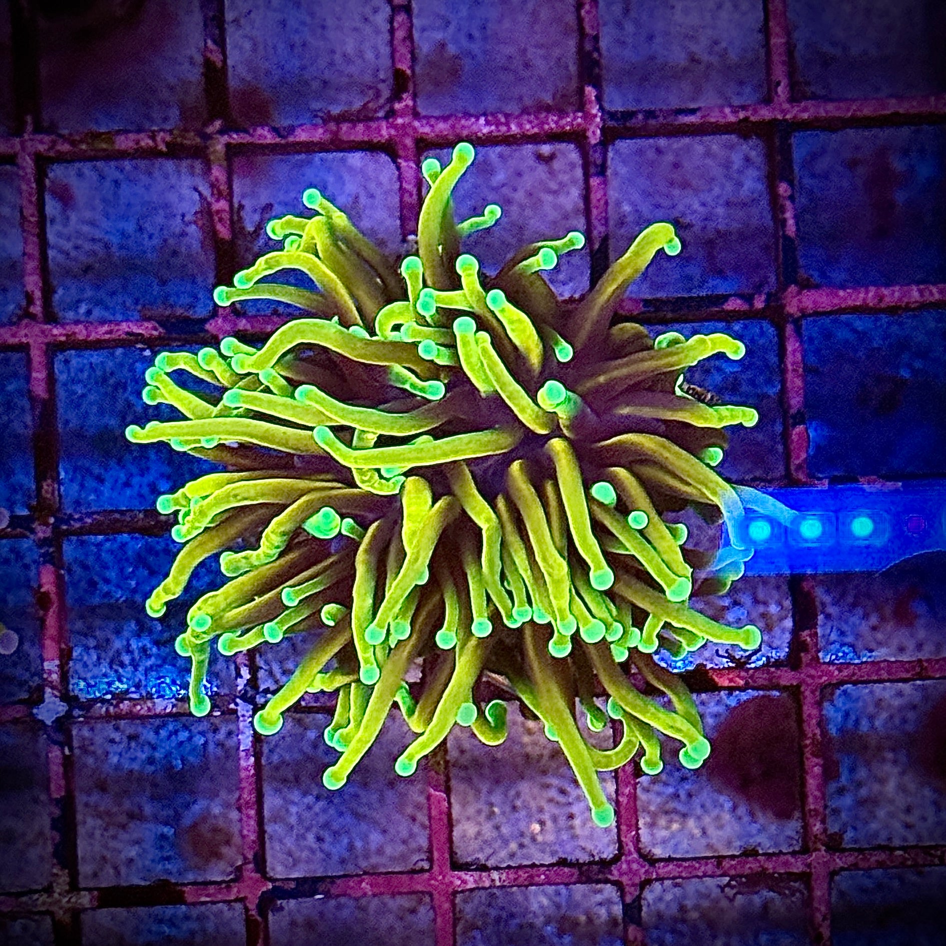 HellFire Gold Torch Coral R5B5