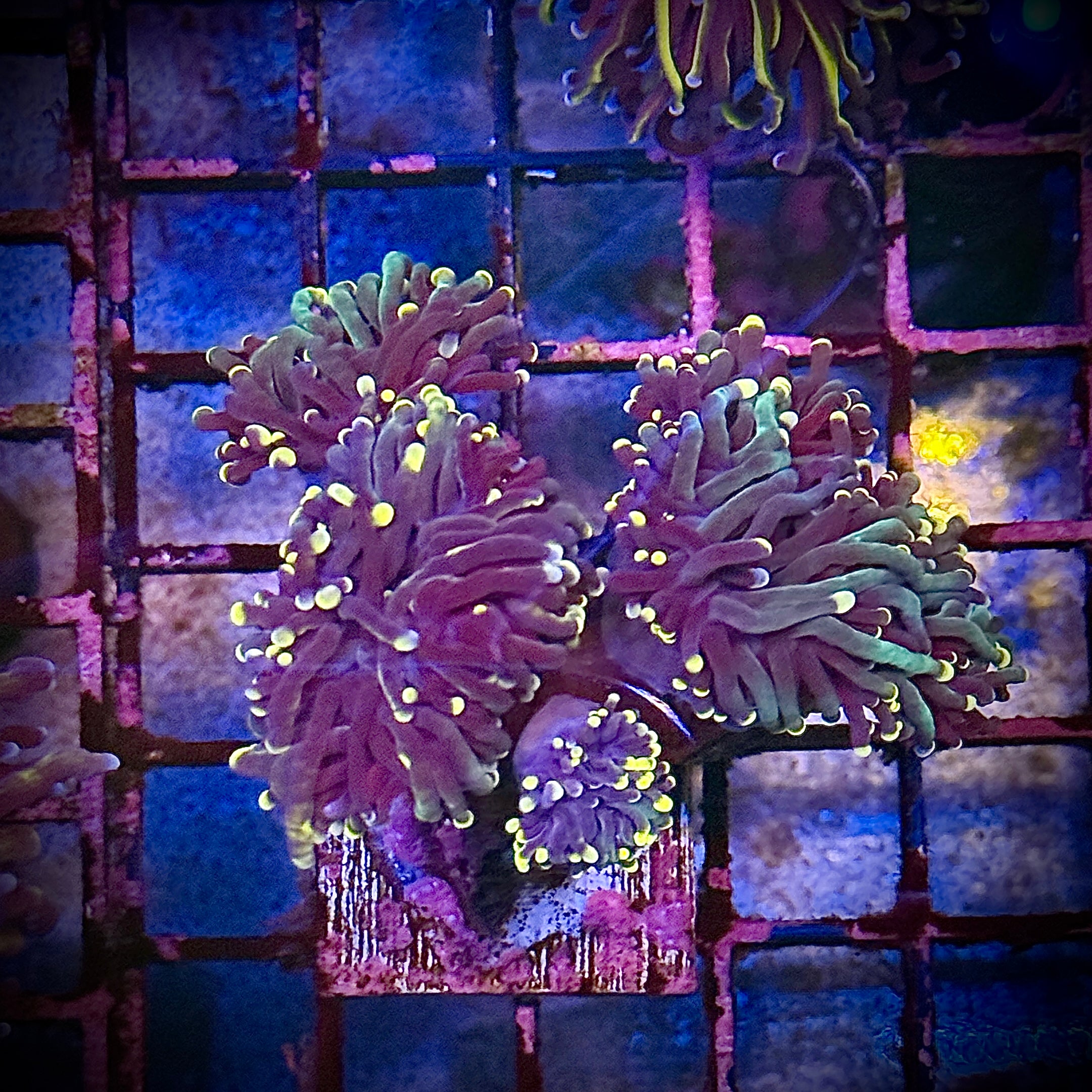 Deep Green Bi Color Torch Coral R5A2