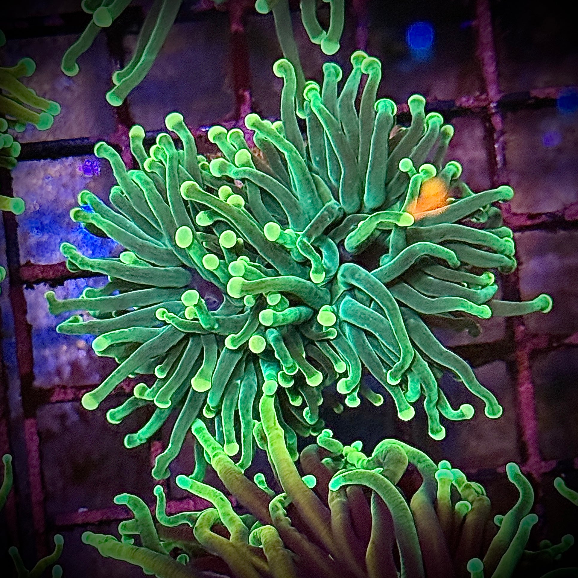 Green on Green Torch Coral R6A2