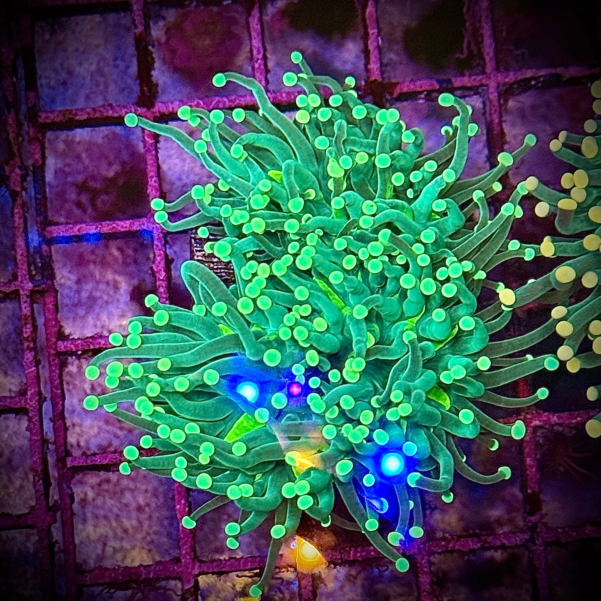 Bright Green on Green Torch Coral R6A4