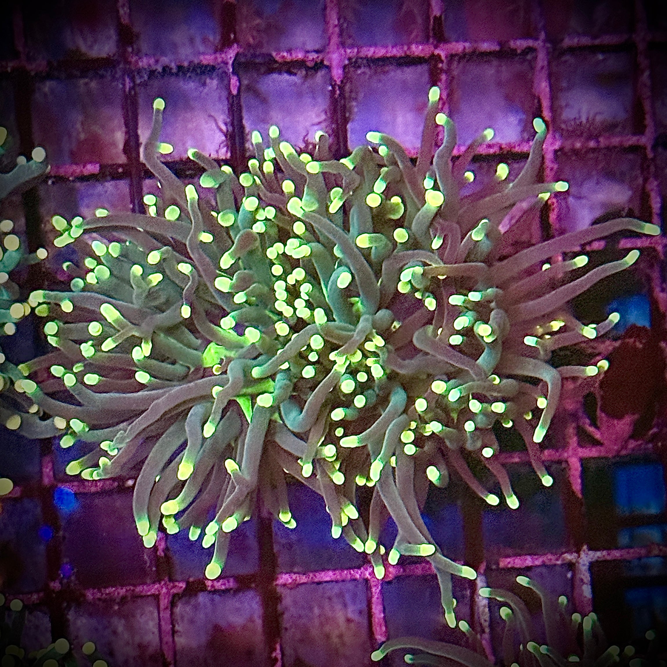 Hurricane Torch Coral R6C3