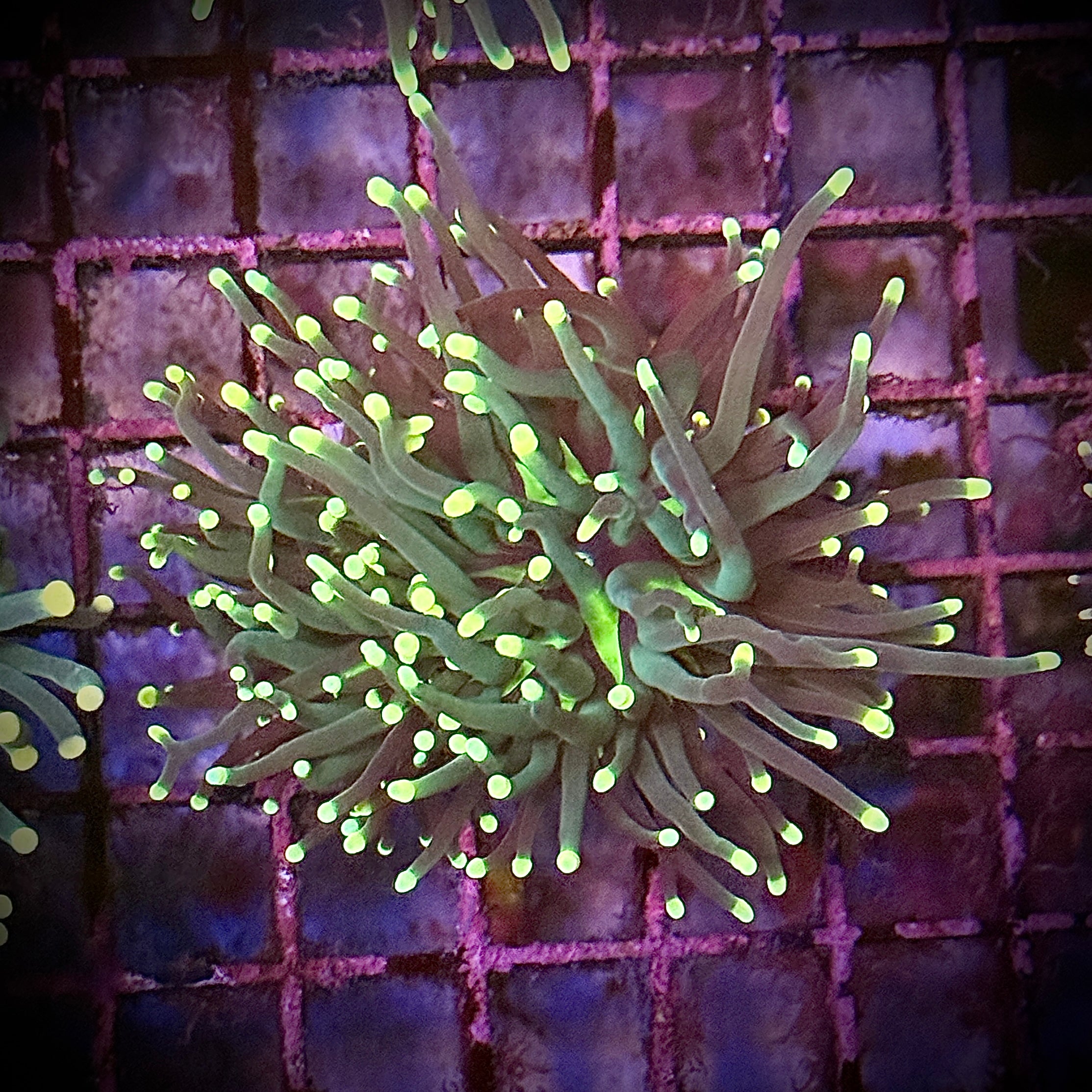 Hurricane Torch Coral R6C4