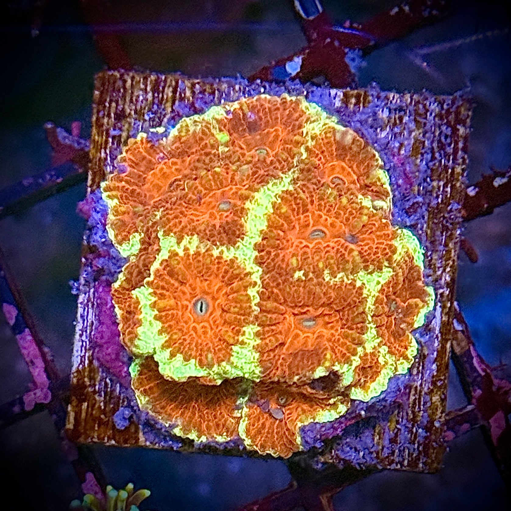 Red and Gold Favia Frag